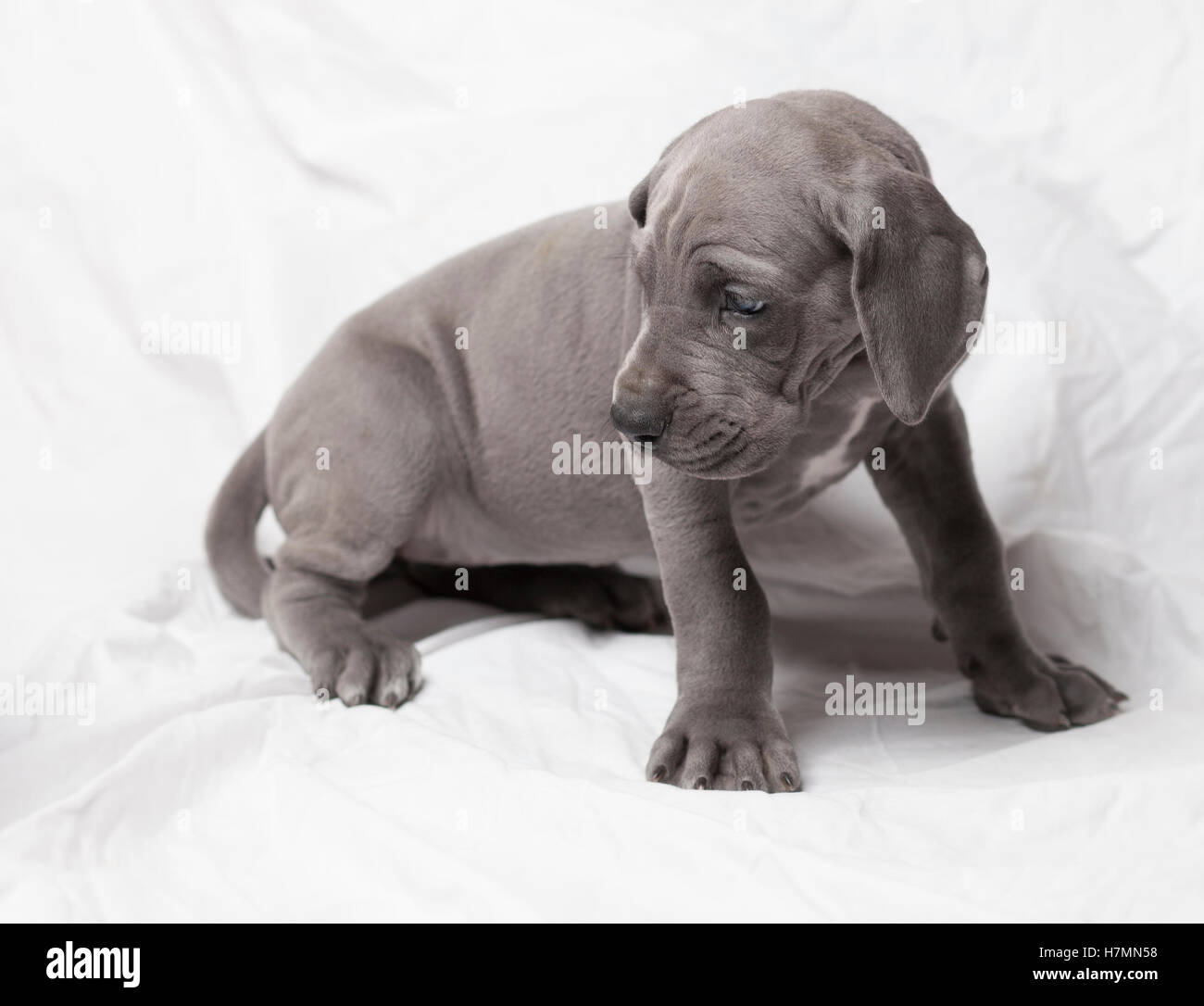 Grey Great Dane purebred puppy that is worried about something Stock ...