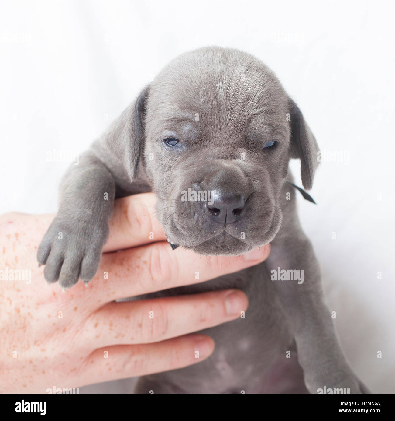 Grey Great Dane purebred puppy that looks made Stock Photo - Alamy