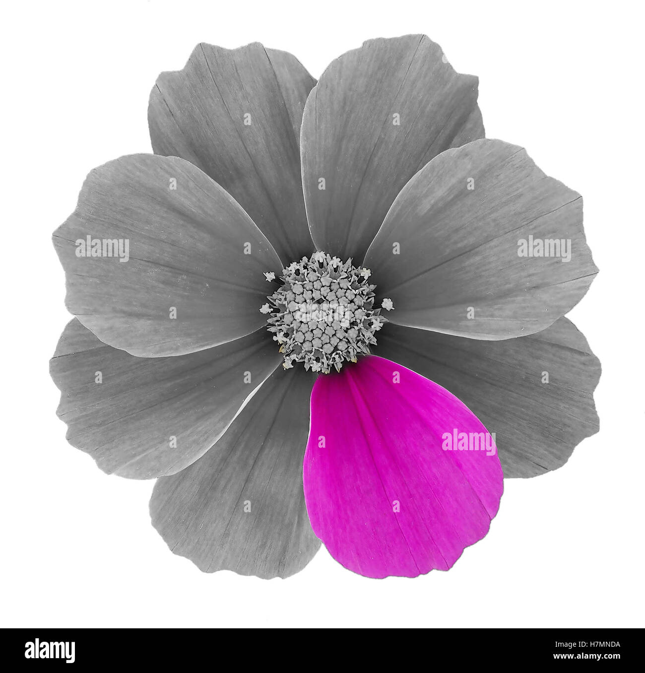 Flower, petals and concept of difference Stock Photo - Alamy