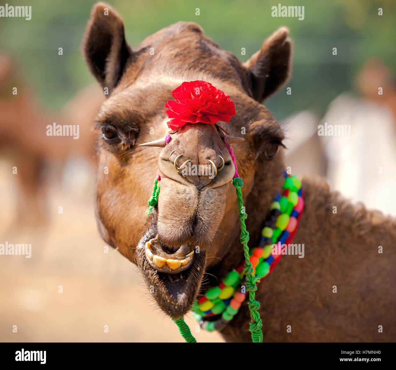 Decorated camel at the Pushkar fair. Rajasthan, India, Asia Stock Photo ...
