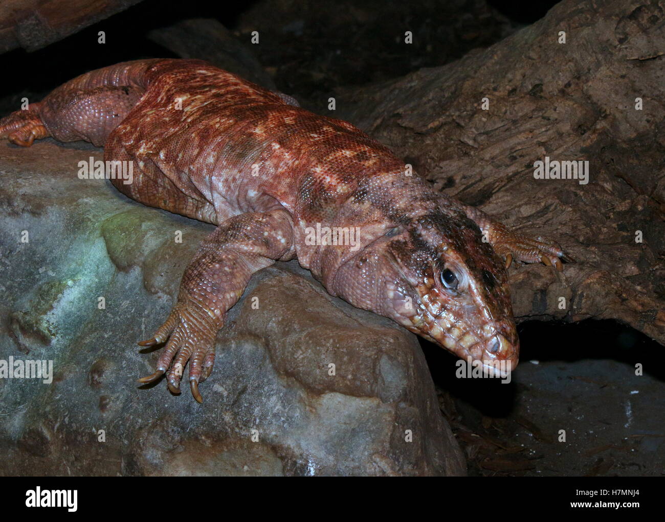 Argentine giant Red Tegu lizard (Tupinambis rufescens, Salvator ...