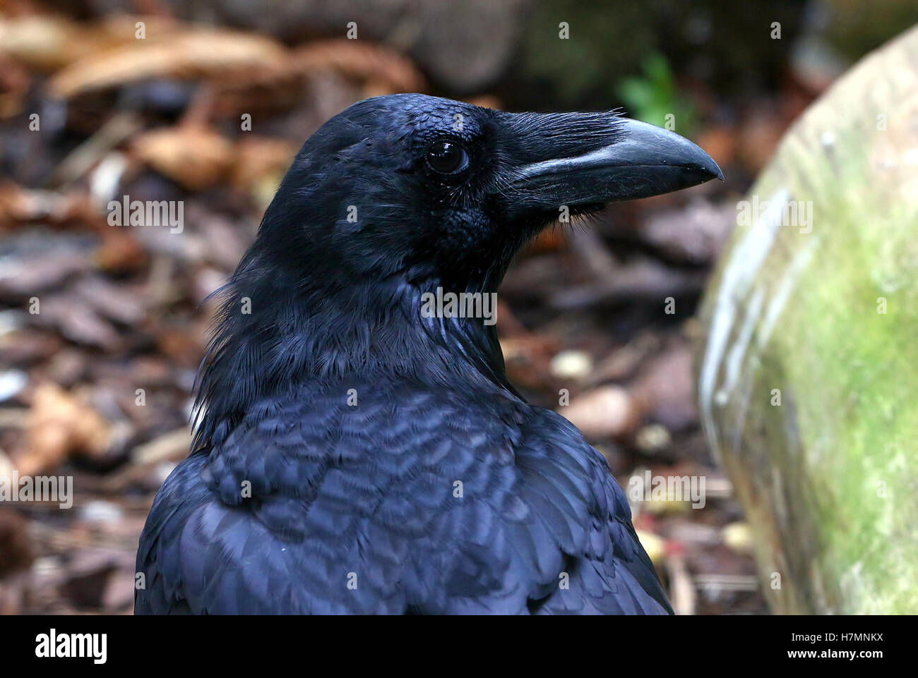 Mature raven hi-res stock photography and images - Alamy