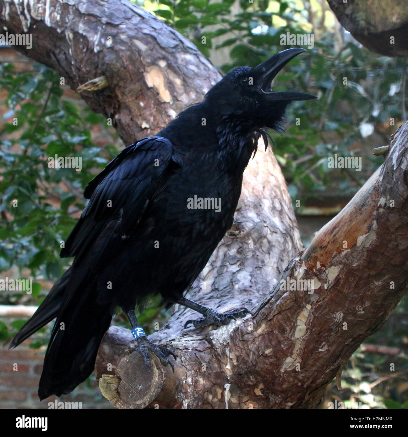 Cawing mature Eurasian Raven (Corvus corax Stock Photo - Alamy