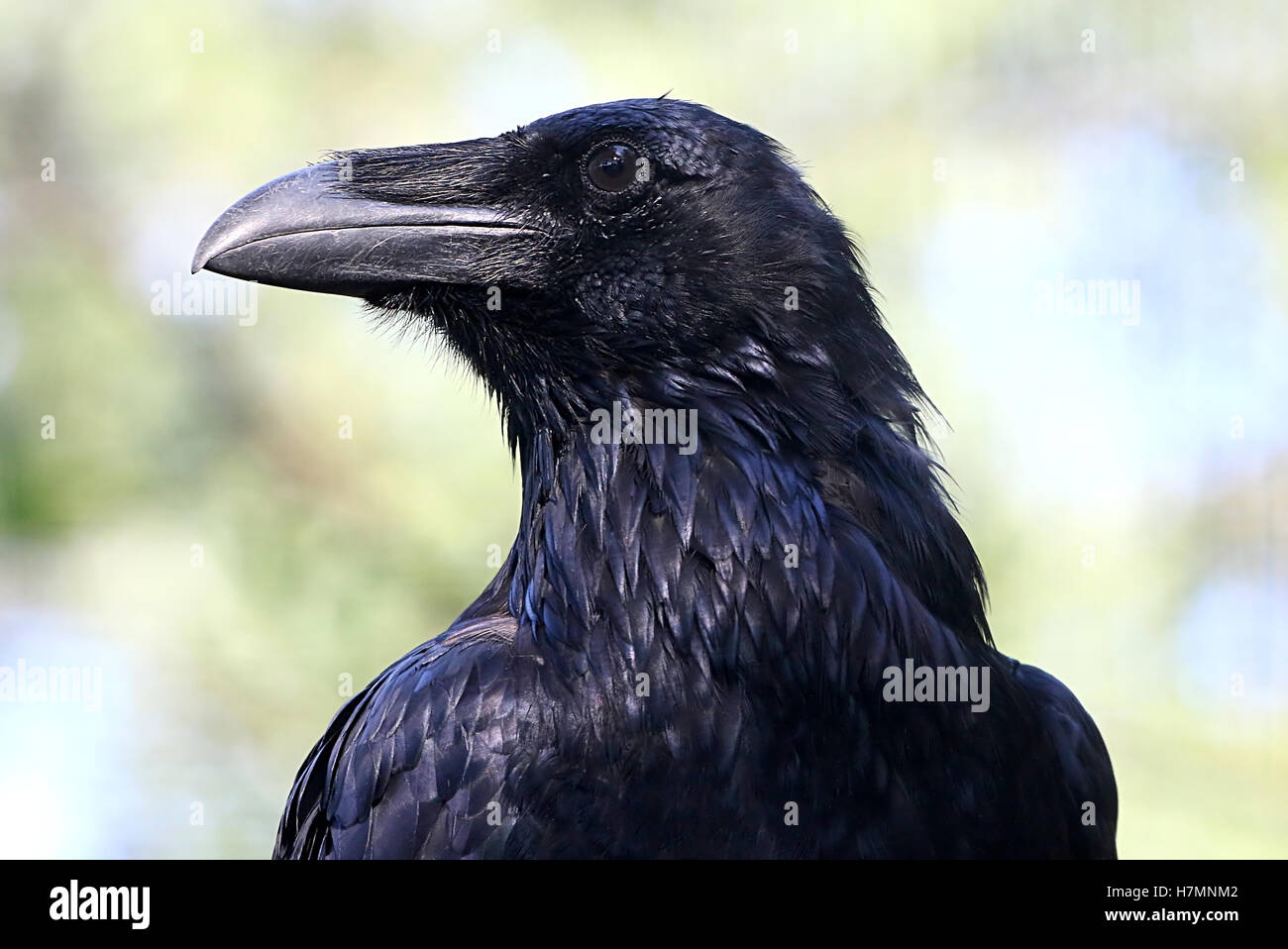 Mature raven hi-res stock photography and images - Alamy