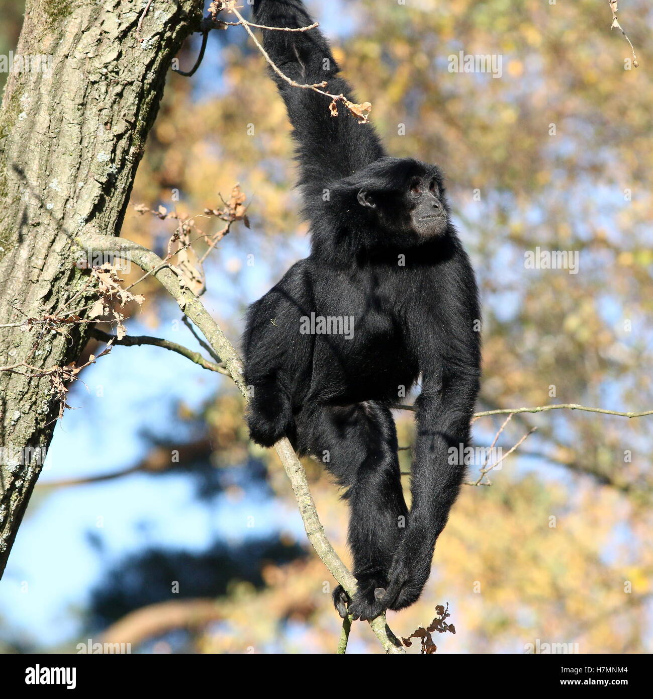 Siamang gibbon hi-res stock photography and images - Alamy