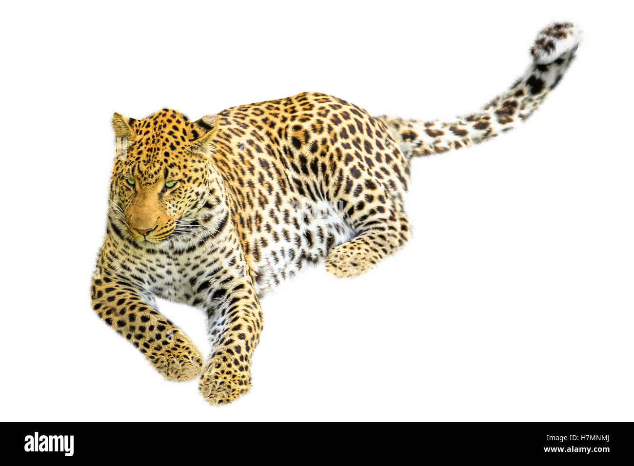 African leopard Cut Out Stock Images & Pictures - Alamy
