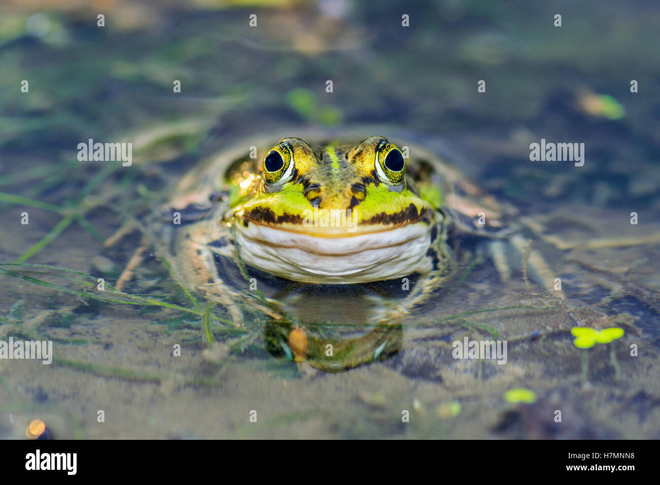 Frog Sitting in Pond Stock Photo - Alamy