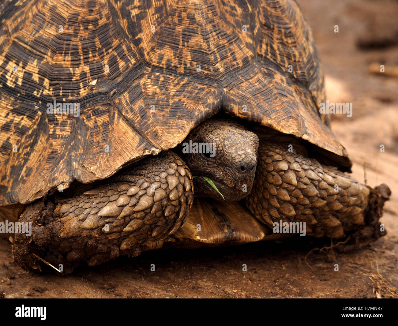 close-up of Leopard tortoise (Stigmochelys pardalis) chewing grass with ...