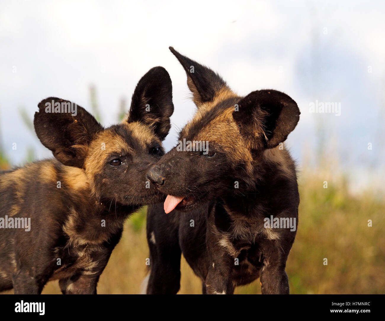 two African Wild Dog pups aka African hunting dog, African painted Wolf ...