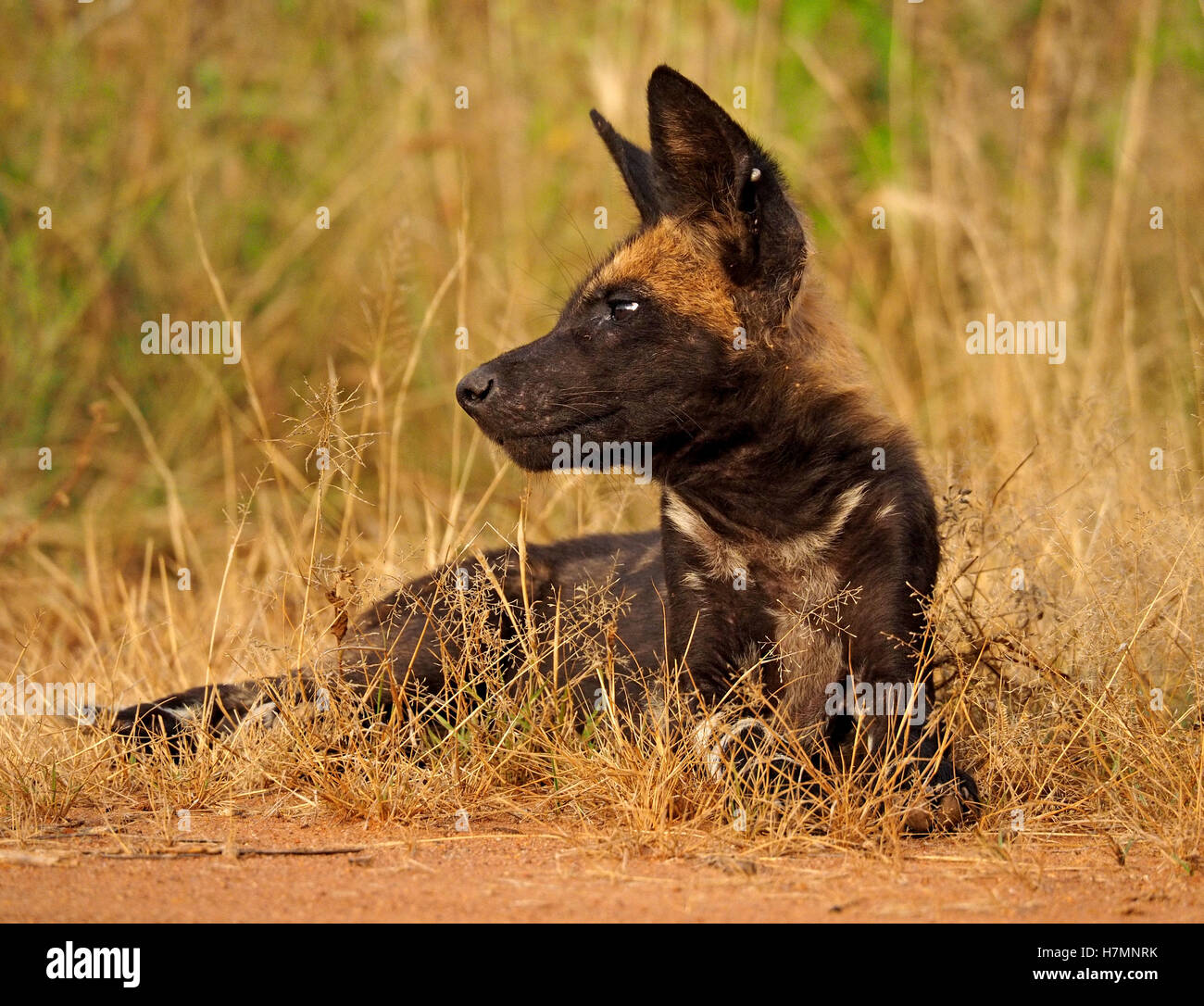 single seated African Wild Dog aka A. Hunting dog, A. Painted wolf ...