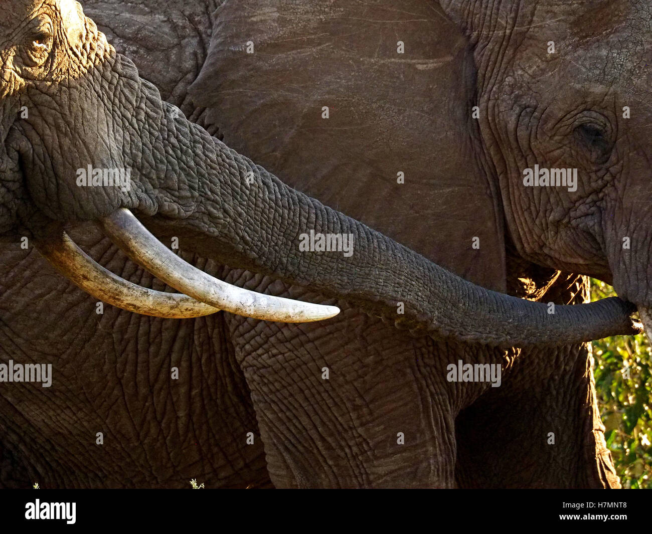 Elephant kiss - bull stretching his sensitive trunk to touch mouth of ...