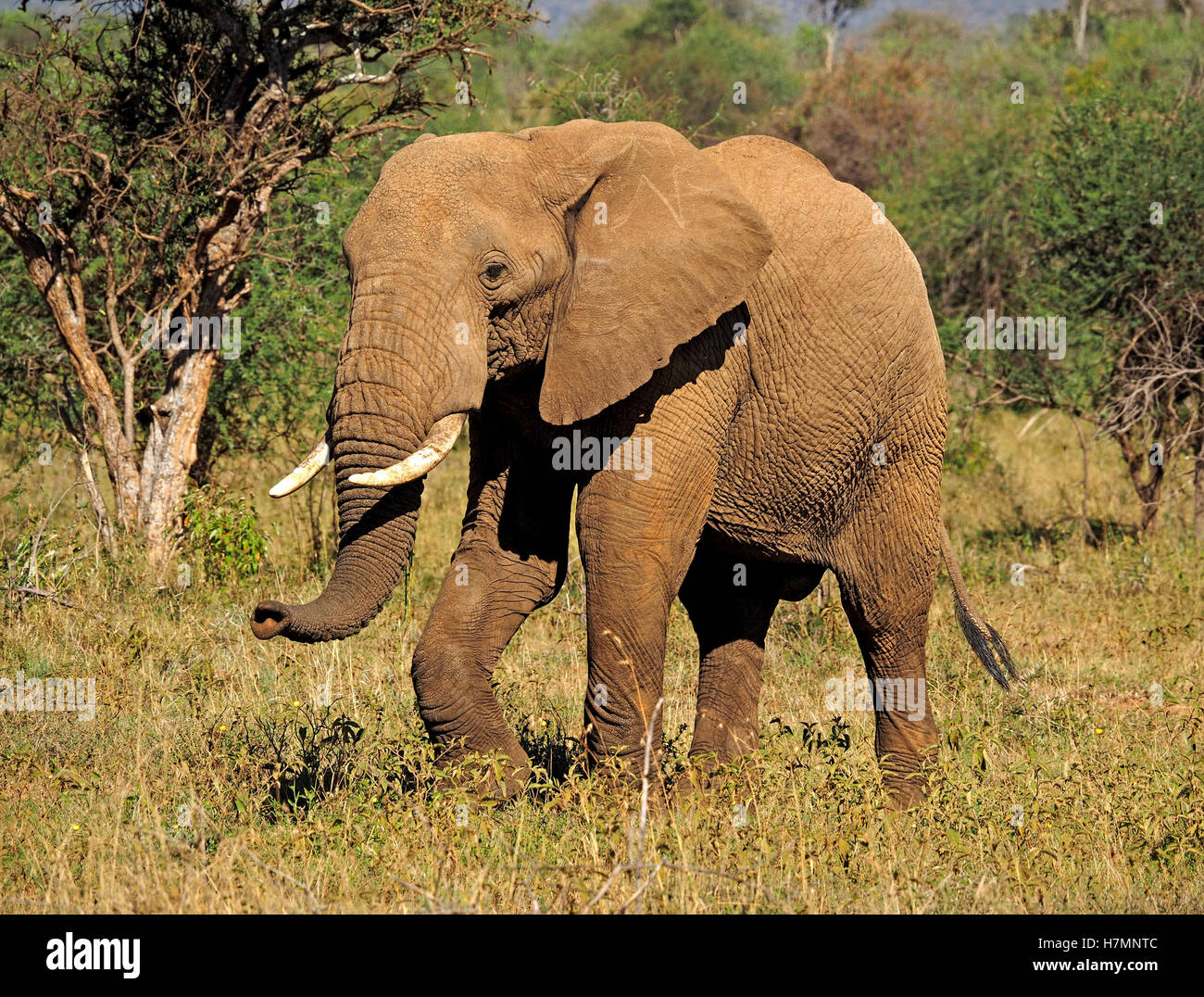 bull African elephant (Loxodonta africana) raising trunk to test the ...
