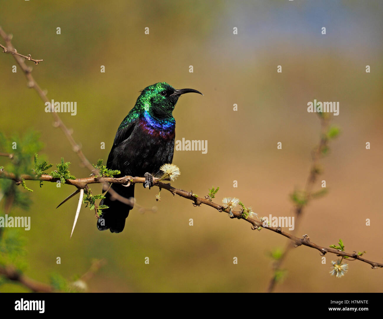 male Marico sunbird (Cinnyris mariquensis) sitting on branch of acacia ...