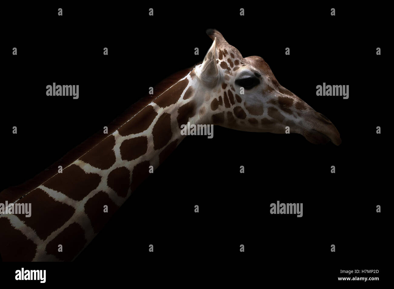 giraffe hiding in the dark with spotlight Stock Photo - Alamy