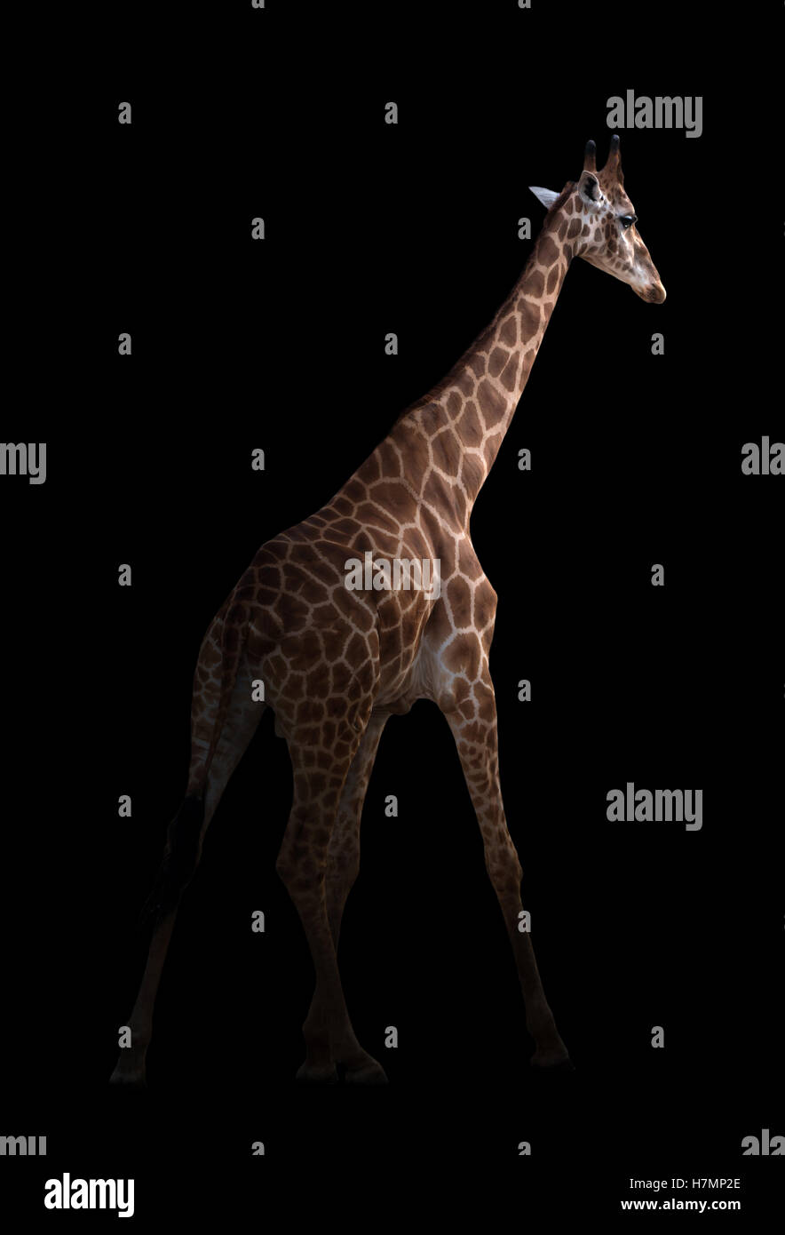 giraffe hiding in the dark with spotlight Stock Photo - Alamy