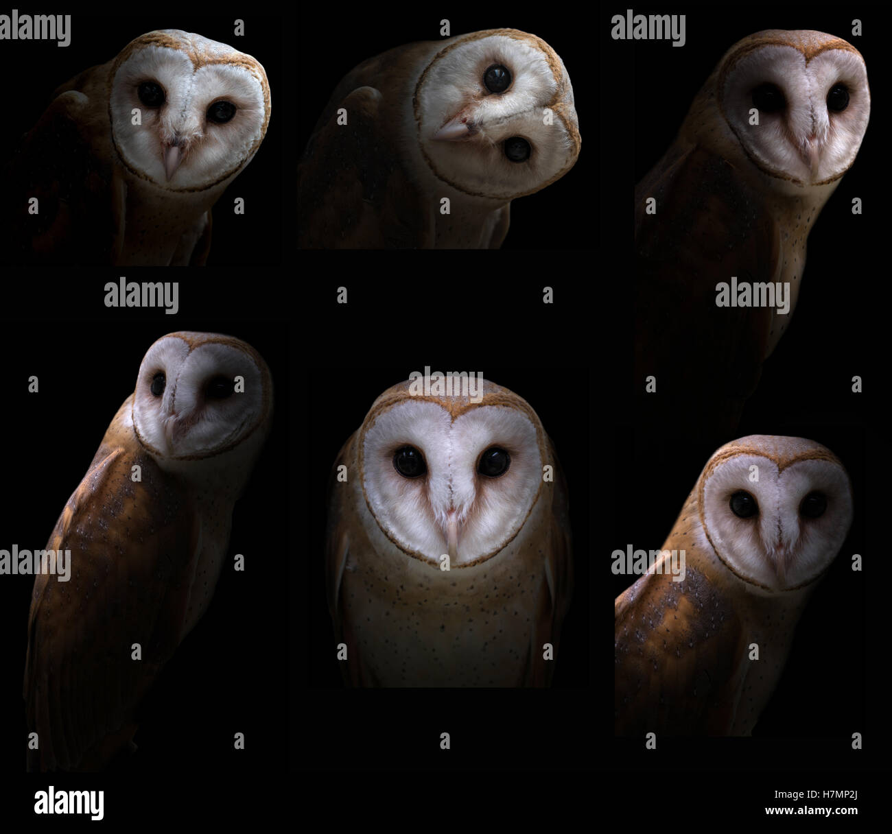 Barn owl in hi-res stock photography and images - Alamy