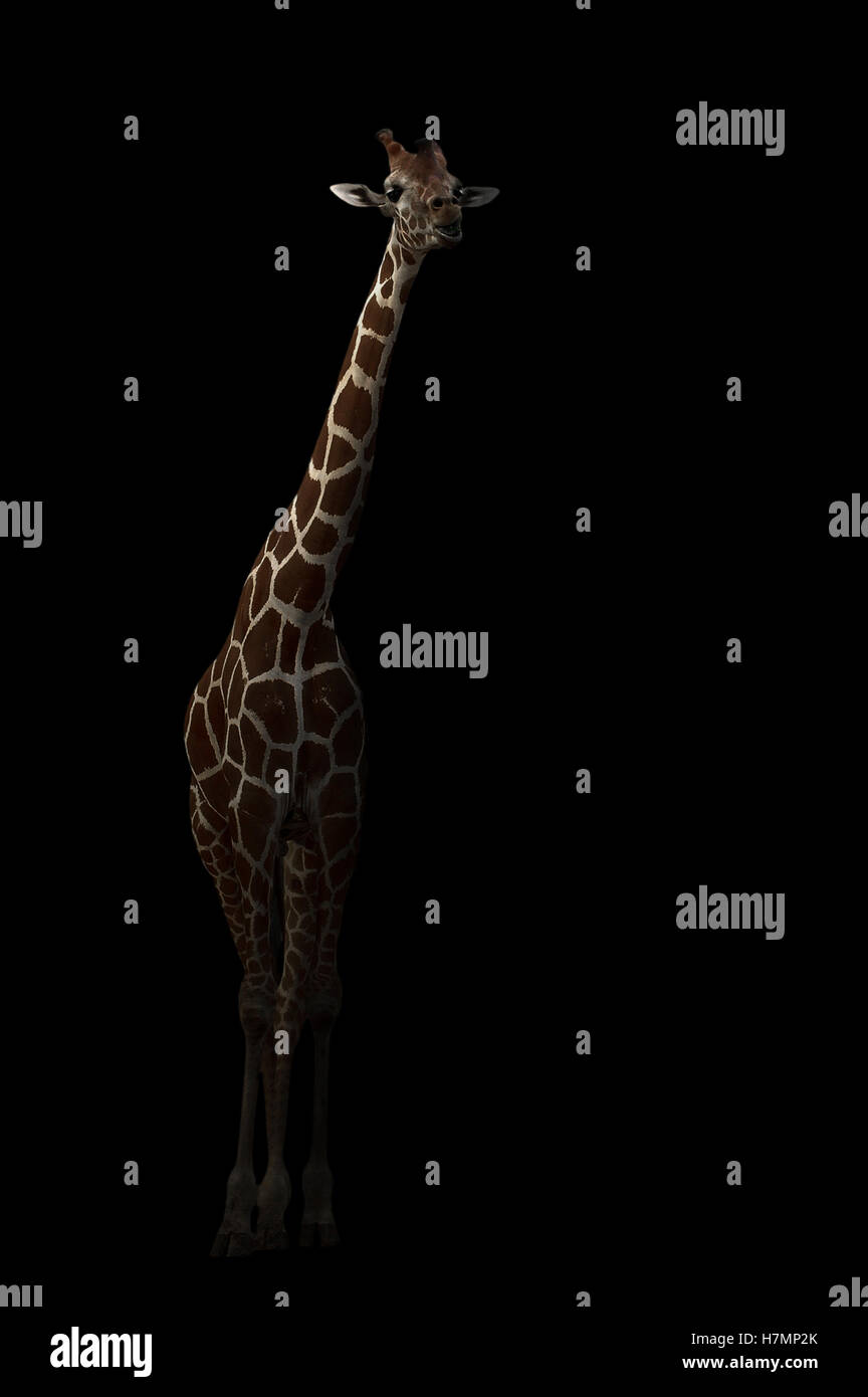 giraffe hiding in the dark with spotlight Stock Photo - Alamy