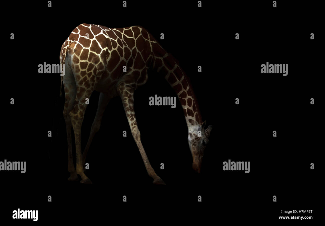 giraffe hiding in the dark with spotlight Stock Photo - Alamy