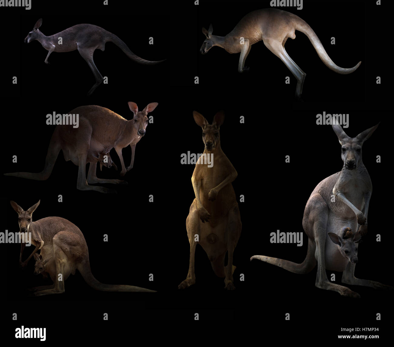 kangaroo hiding in the dark with spotlight Stock Photo - Alamy