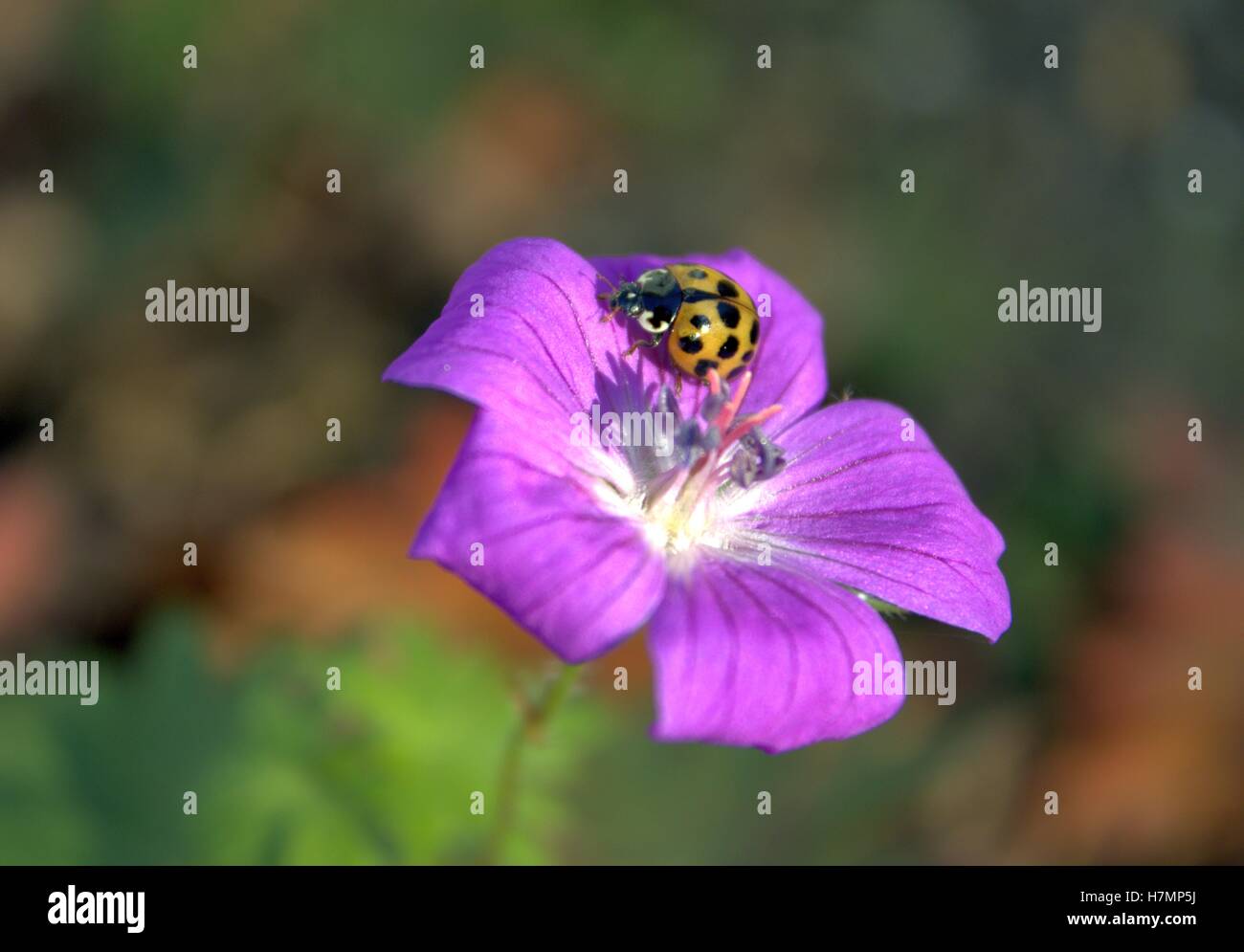 Multicolored asian lady beetle hi-res stock photography and images - Alamy