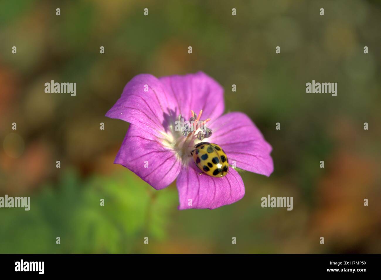 The Multicolored Asian Lady Beetle High Resolution Stock Photography ...