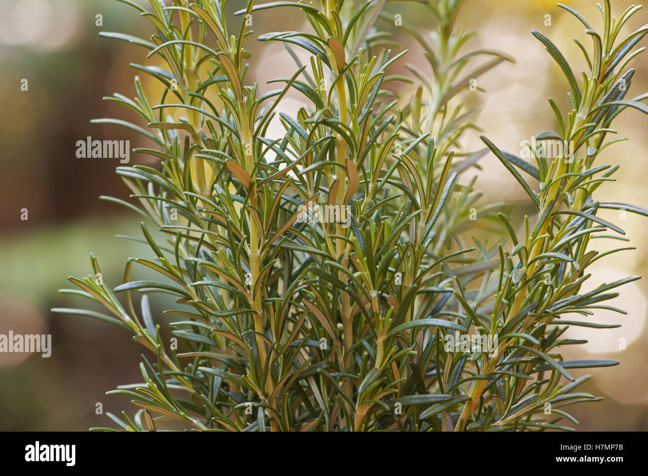 Rosemary (Rosmarinus officinalis) plant Stock Photo - Alamy