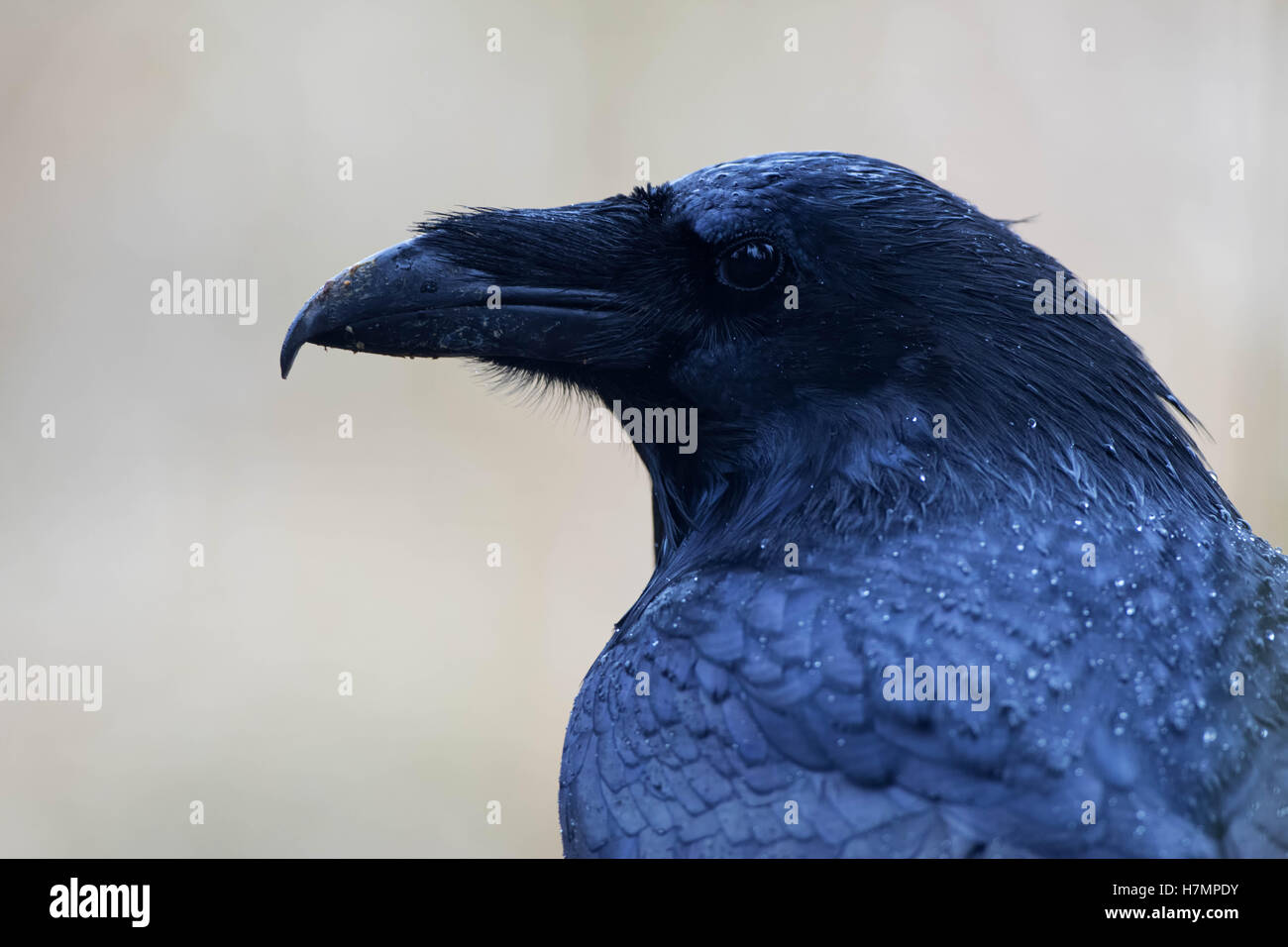 portrait of raven Stock Photo - Alamy