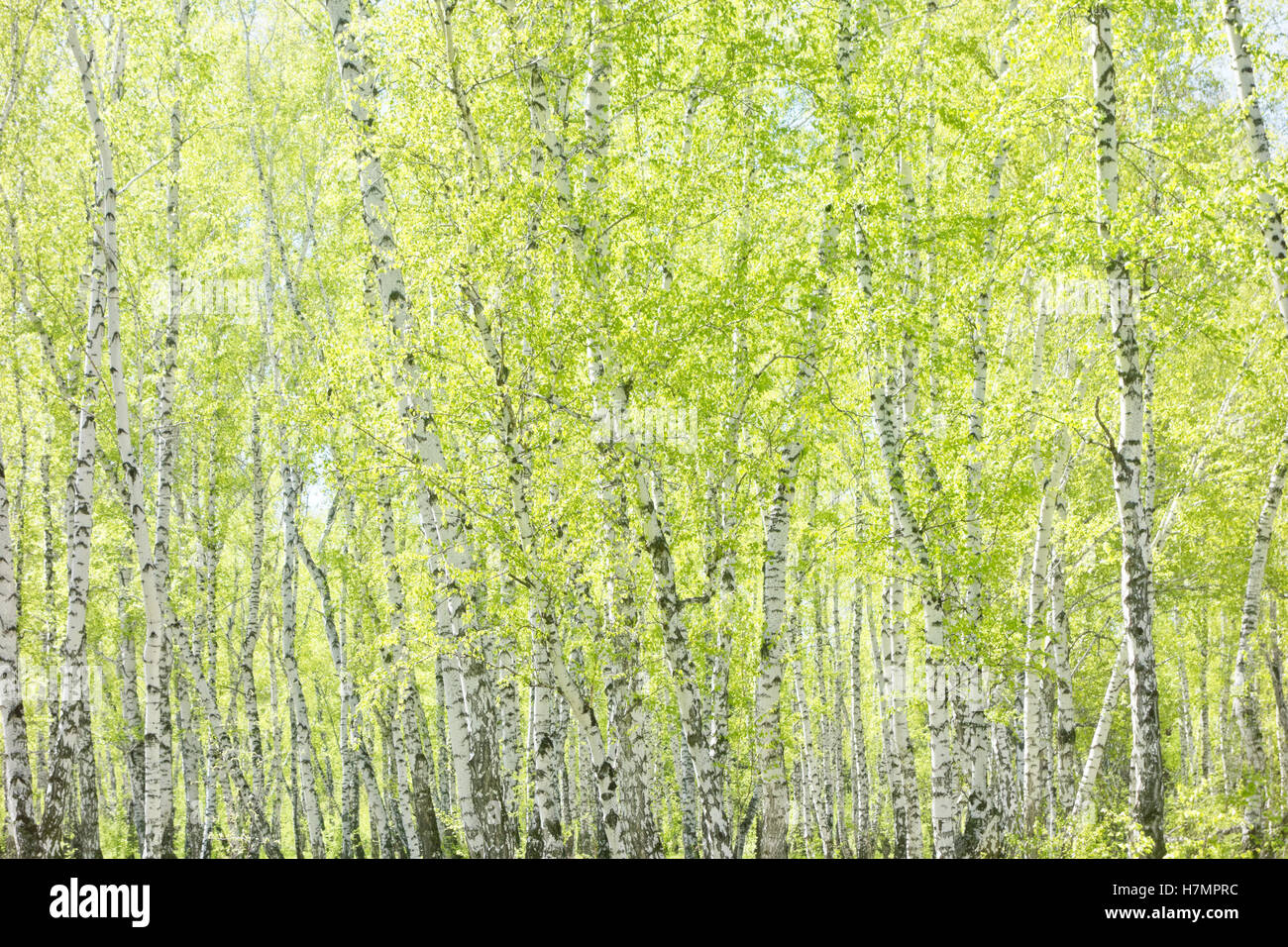 birch forest background Stock Photo - Alamy