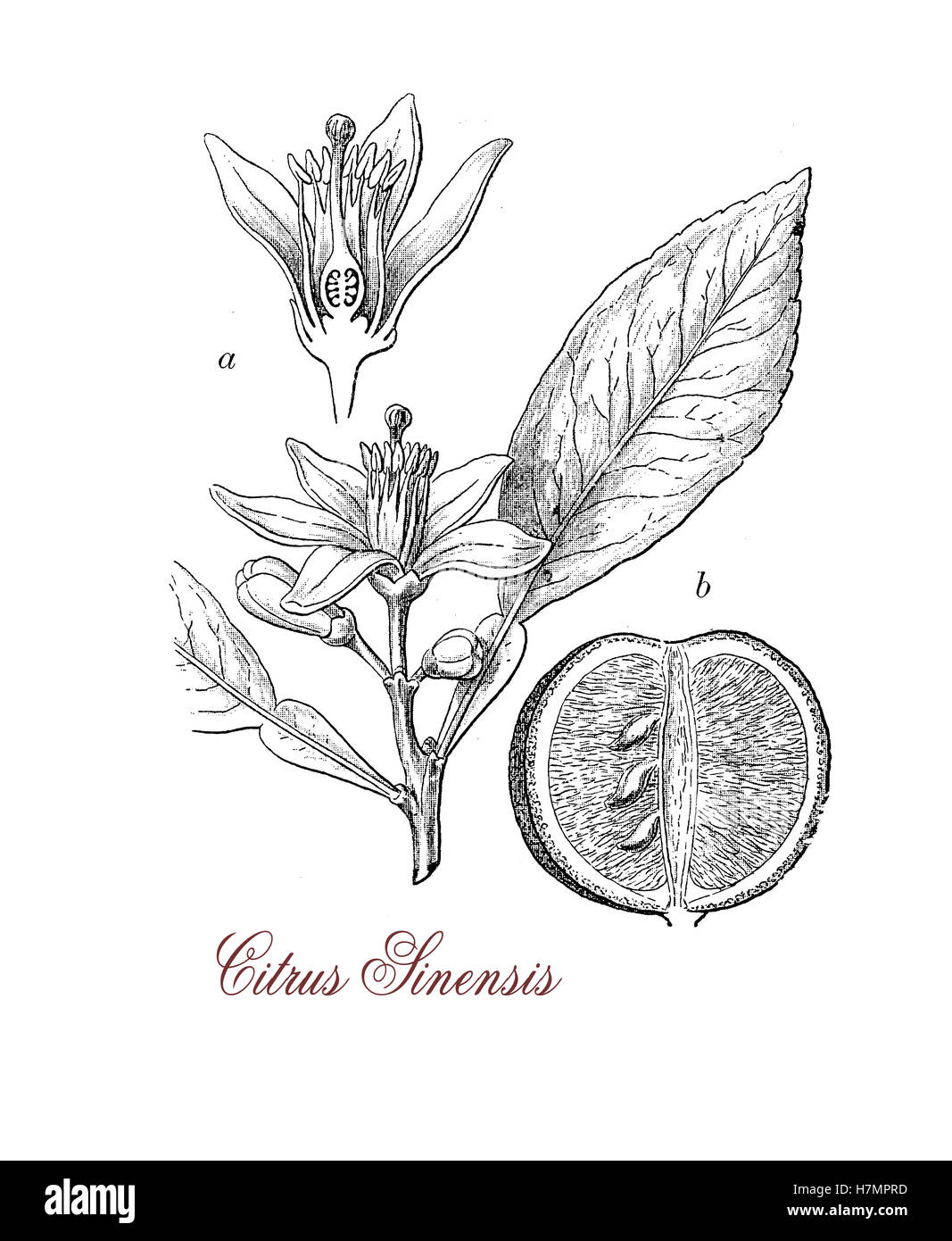 Old citrus drawing Cut Out Stock Images & Pictures - Alamy