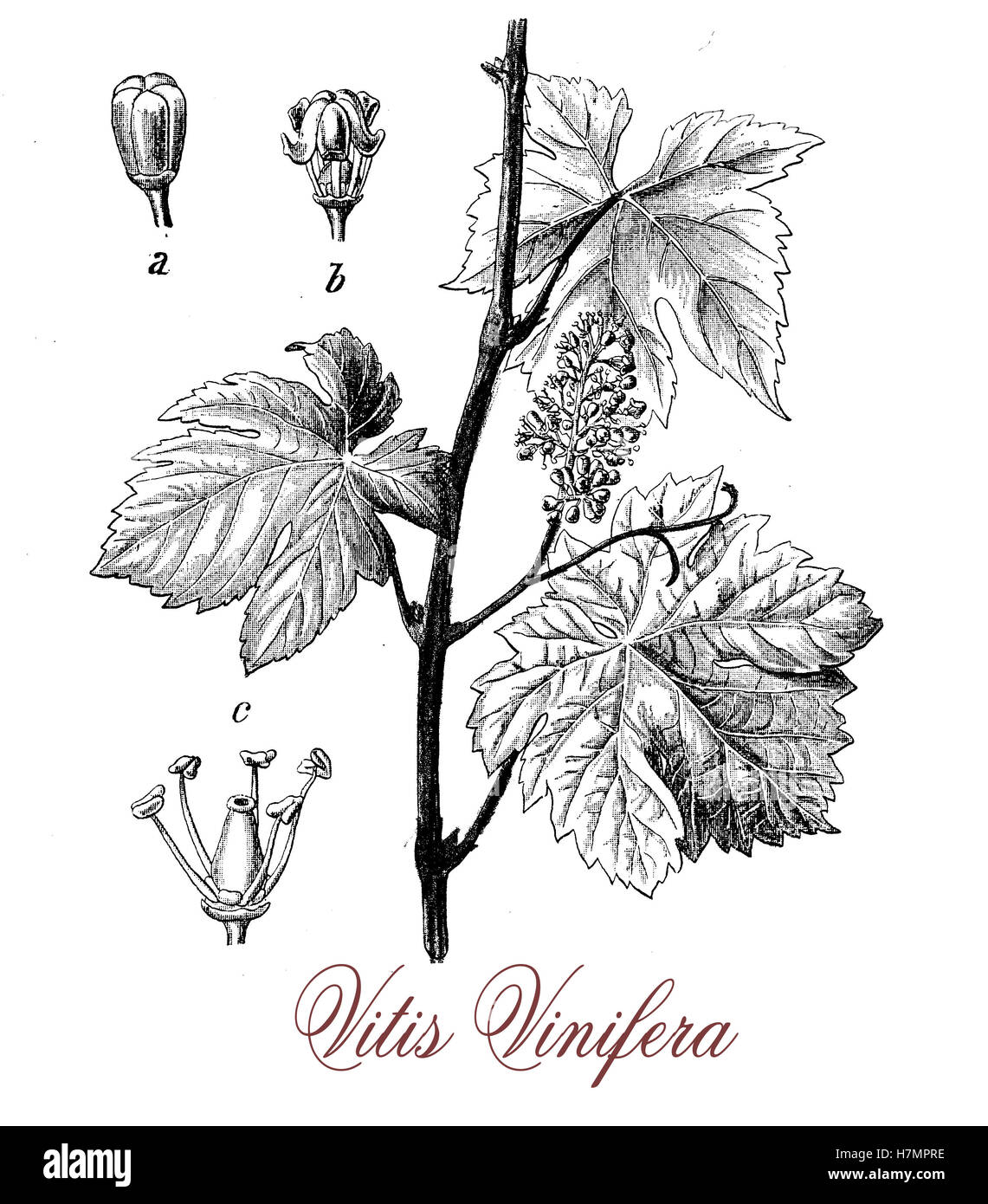 Native produce Cut Out Stock Images & Pictures - Alamy