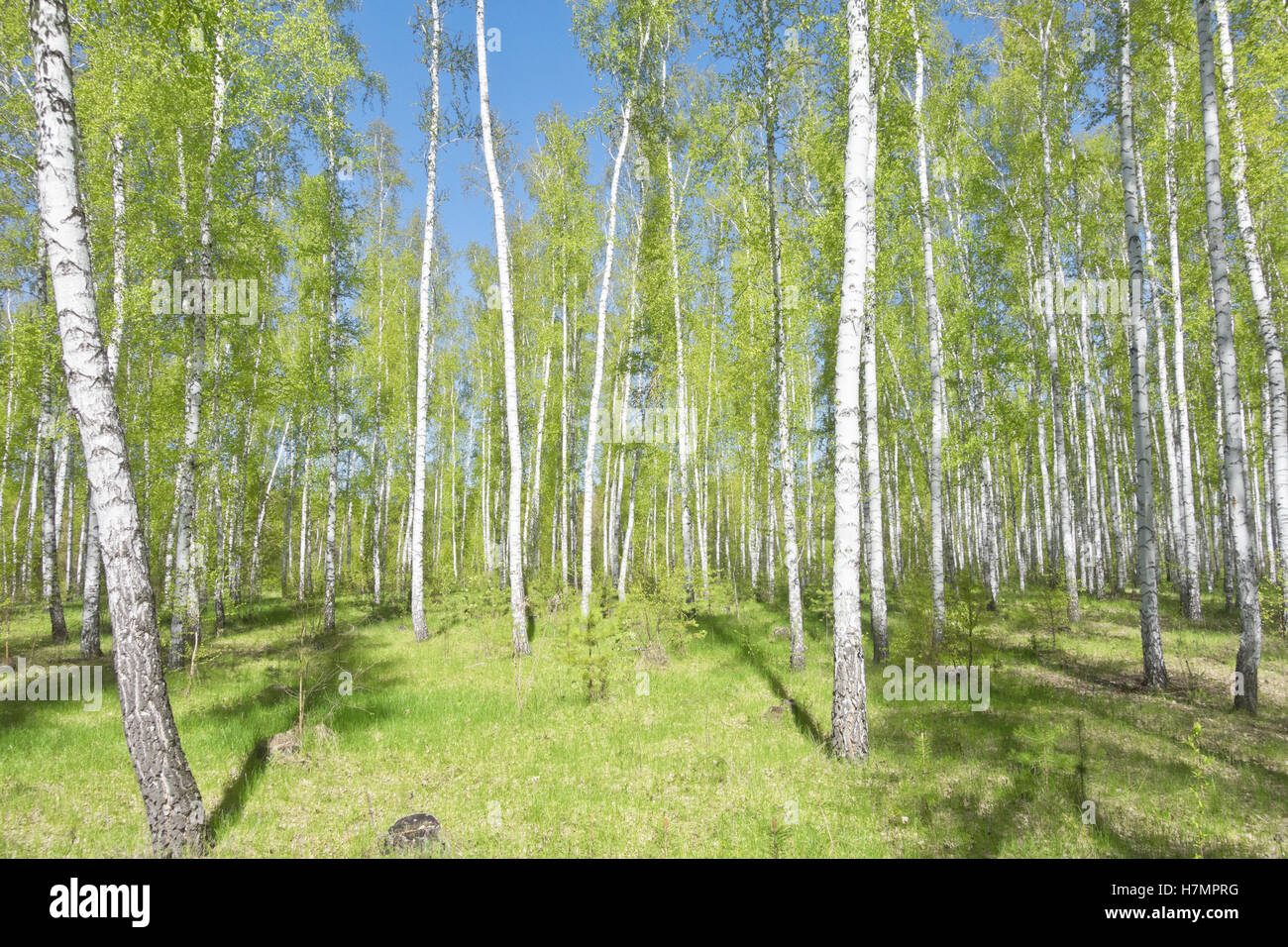 birch forest background Stock Photo - Alamy