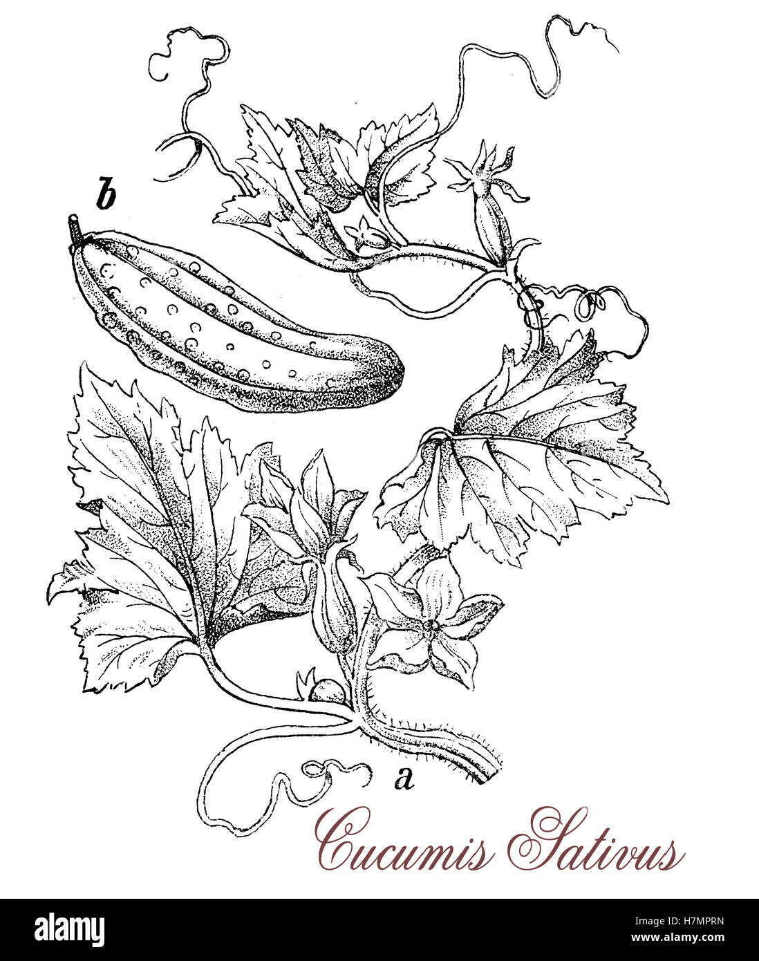 Botanical illustration of cucumber hi-res stock photography and images ...