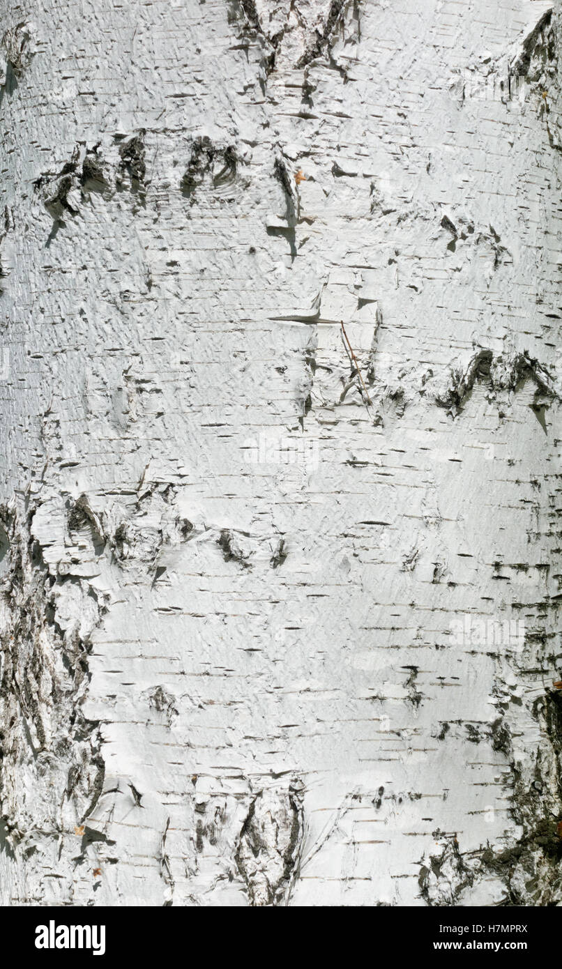 birch bark background Stock Photo - Alamy