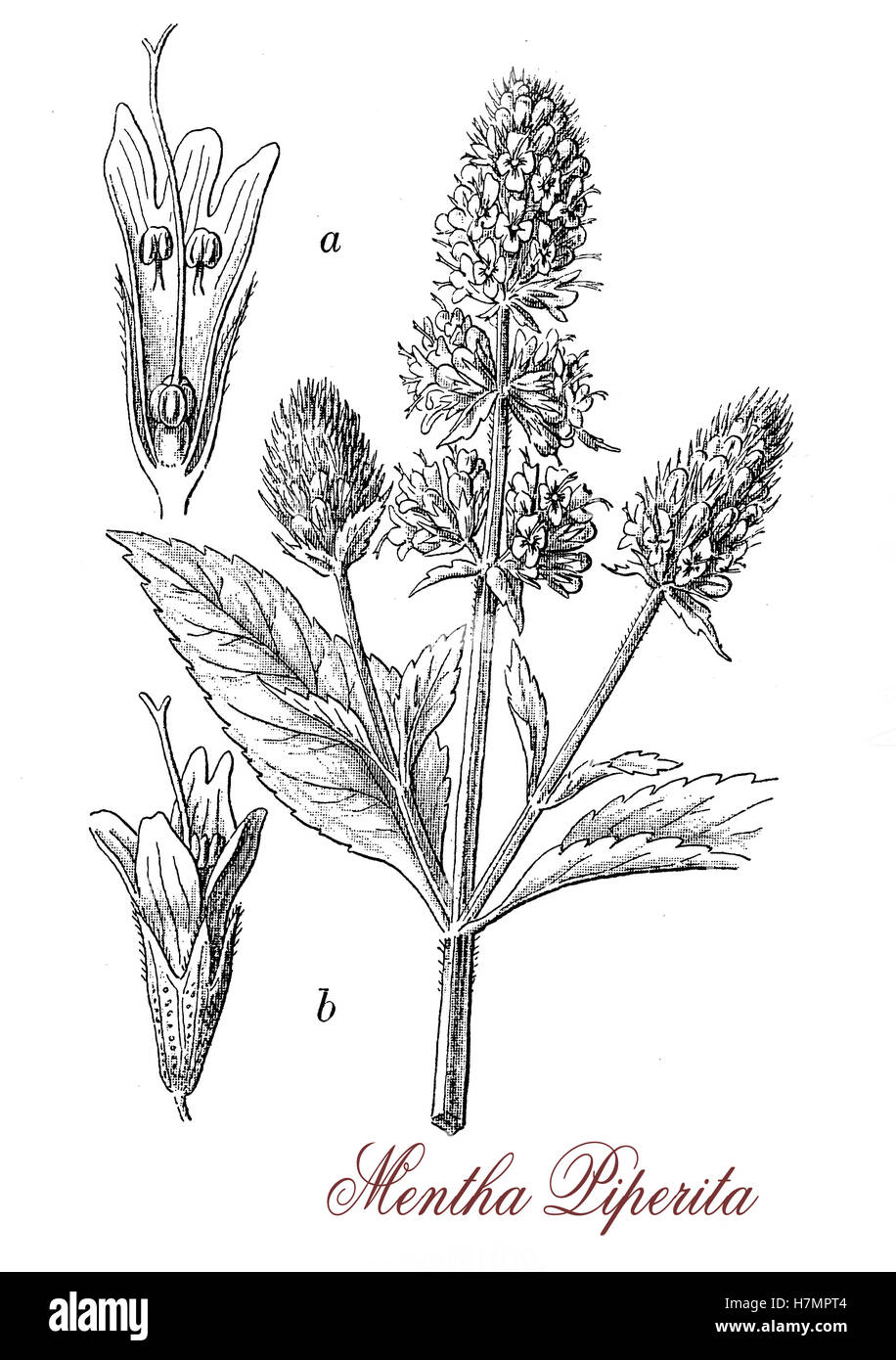 Mentha Piperita Structure