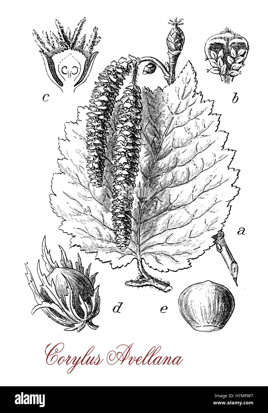 1800s botanical Cut Out Stock Images & Pictures - Alamy