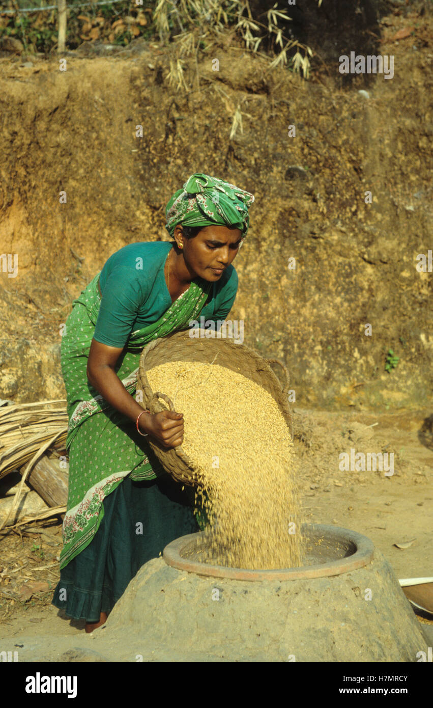 INDIA Karnataka, Moodbidri, rice farming, woman boiling rice Stock ...