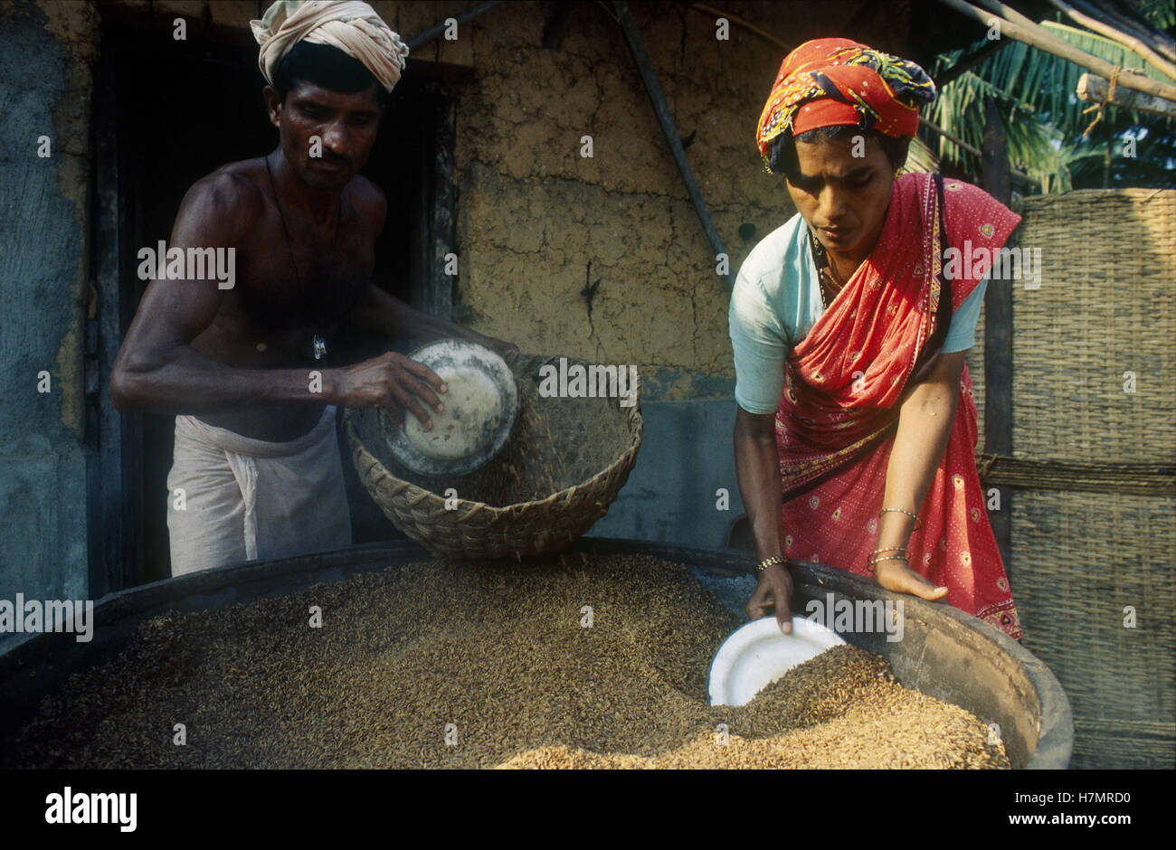 INDIA Karnataka, Moodbidri, rice farming, farmer and woman boiling rice ...
