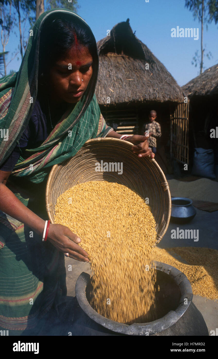 INDIA West Bengal, rice farming, woman boiling rice Stock Photo - Alamy