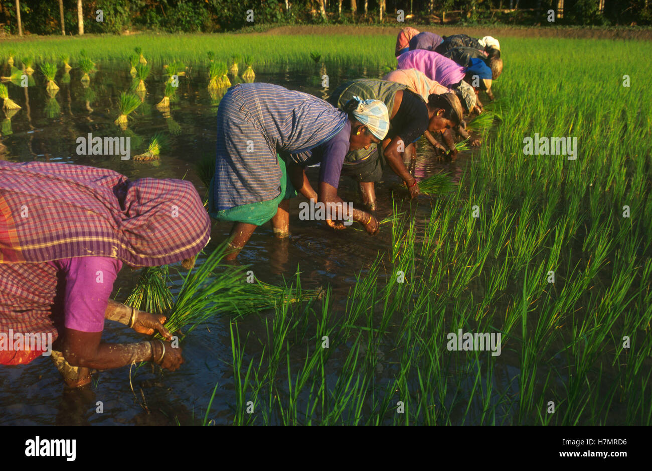 INDIA Karnataka, Moodbidri, rice farming, women replant rice seedlings ...