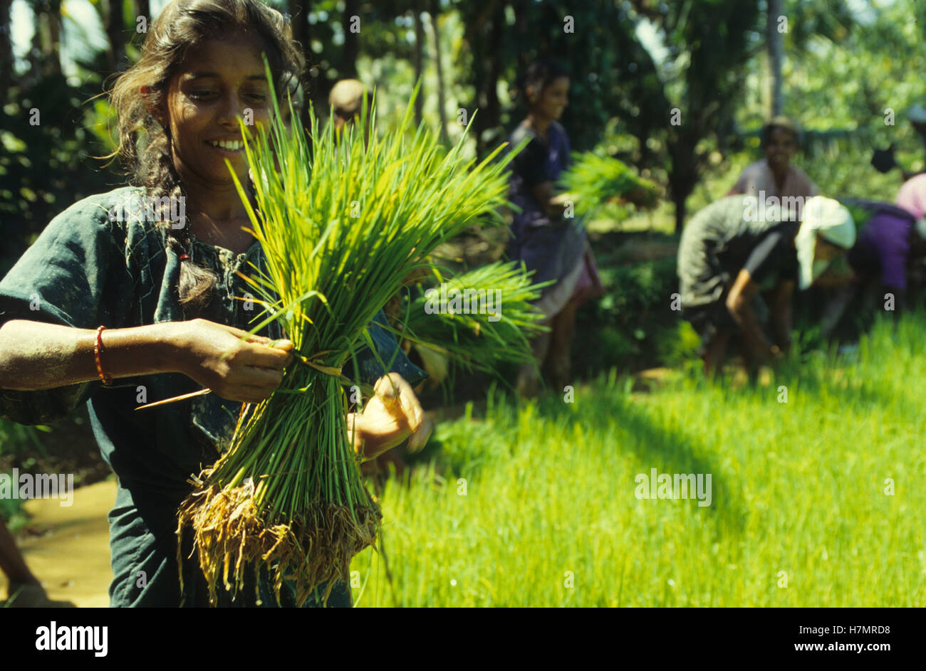 INDIA Karnataka, Moodbidri, rice farming, women replant rice seedlings ...