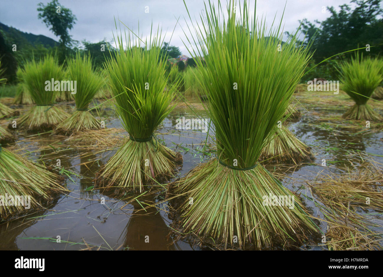 Crop rice paddy karnataka india hi-res stock photography and images - Alamy