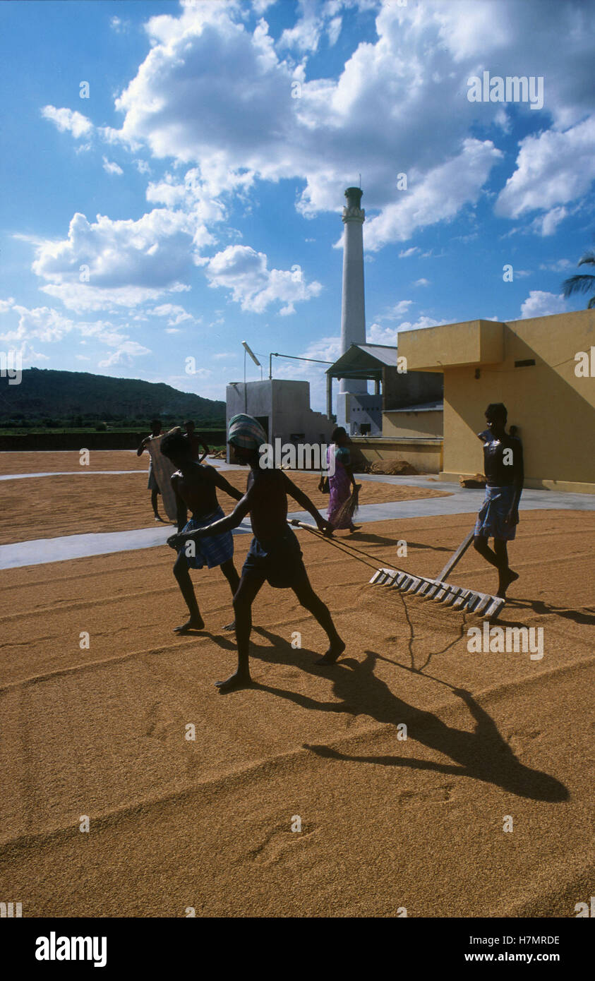 INDIA Tamil Nadu, rice farming, rice mill, drying of rice after boiling ...