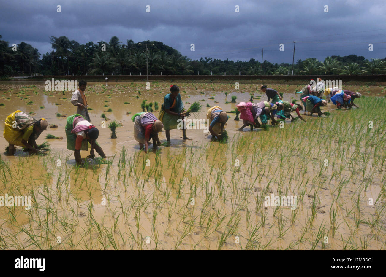 India plant rice High Resolution Stock Photography and Images - Alamy
