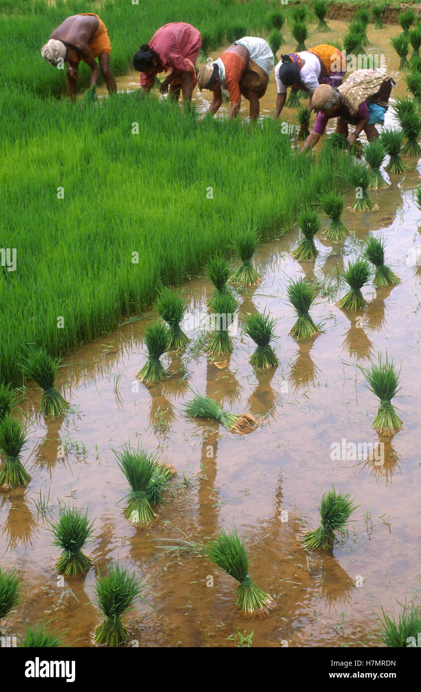 INDIA Karnataka, Moodbidri, rice farming, women replant rice seedlings ...