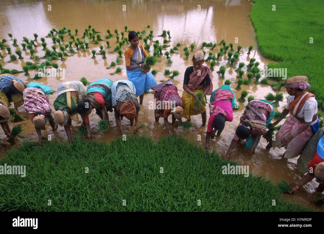 INDIA Karnataka, Moodbidri, rice farming, women replant rice seedlings ...