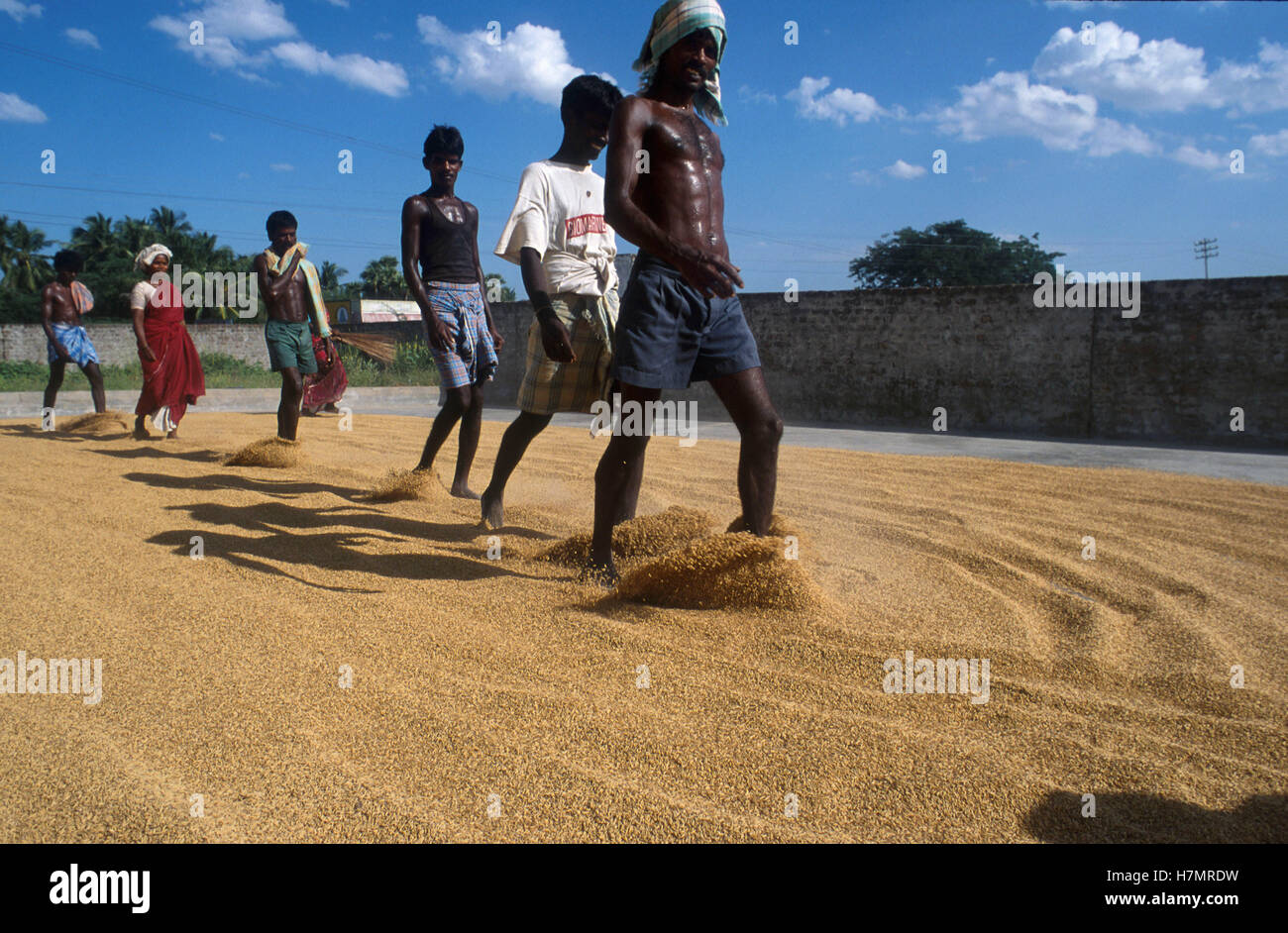 Rice mill hi-res stock photography and images - Alamy