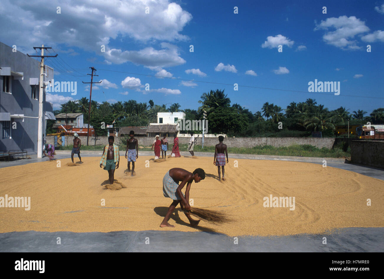 INDIA Tamil Nadu, rice farming, rice mill, drying of rice after boiling ...