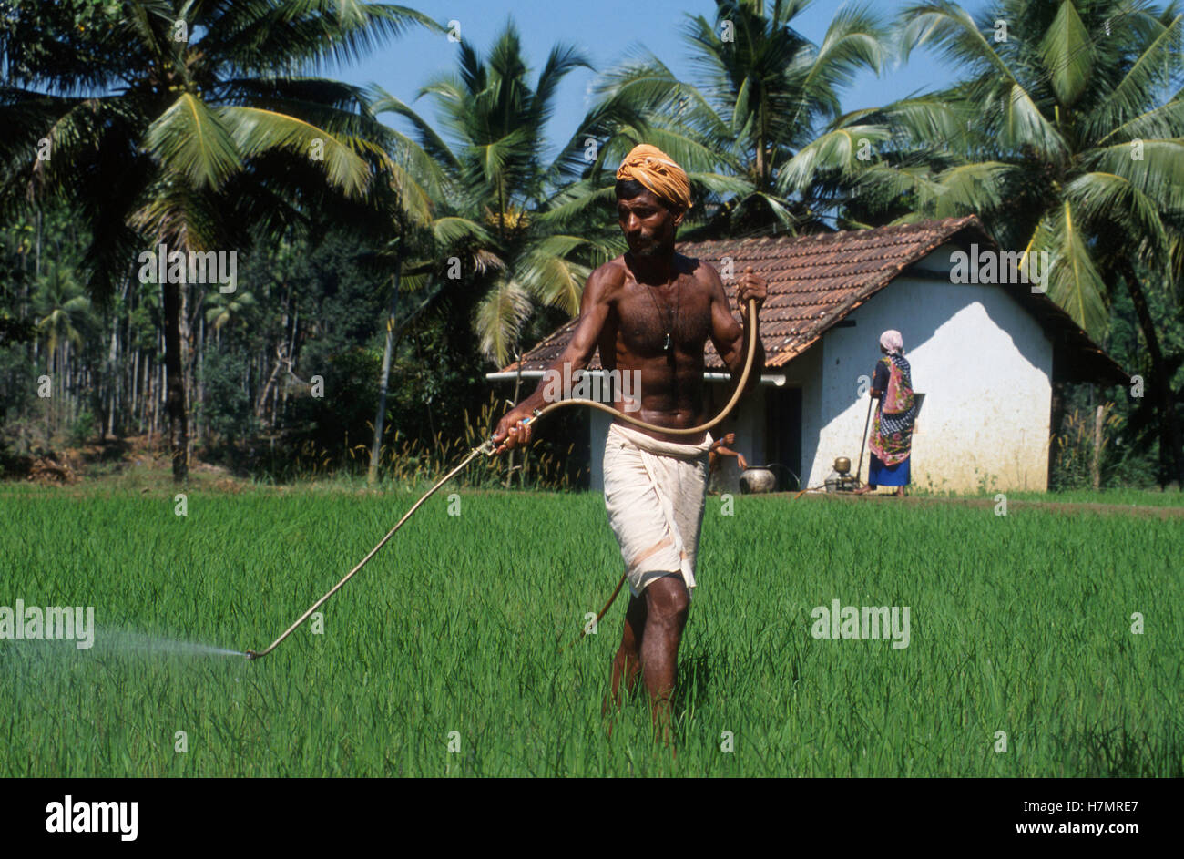 INDIA Karnataka, Moodbidri, rice farming, spraying of chemical ...