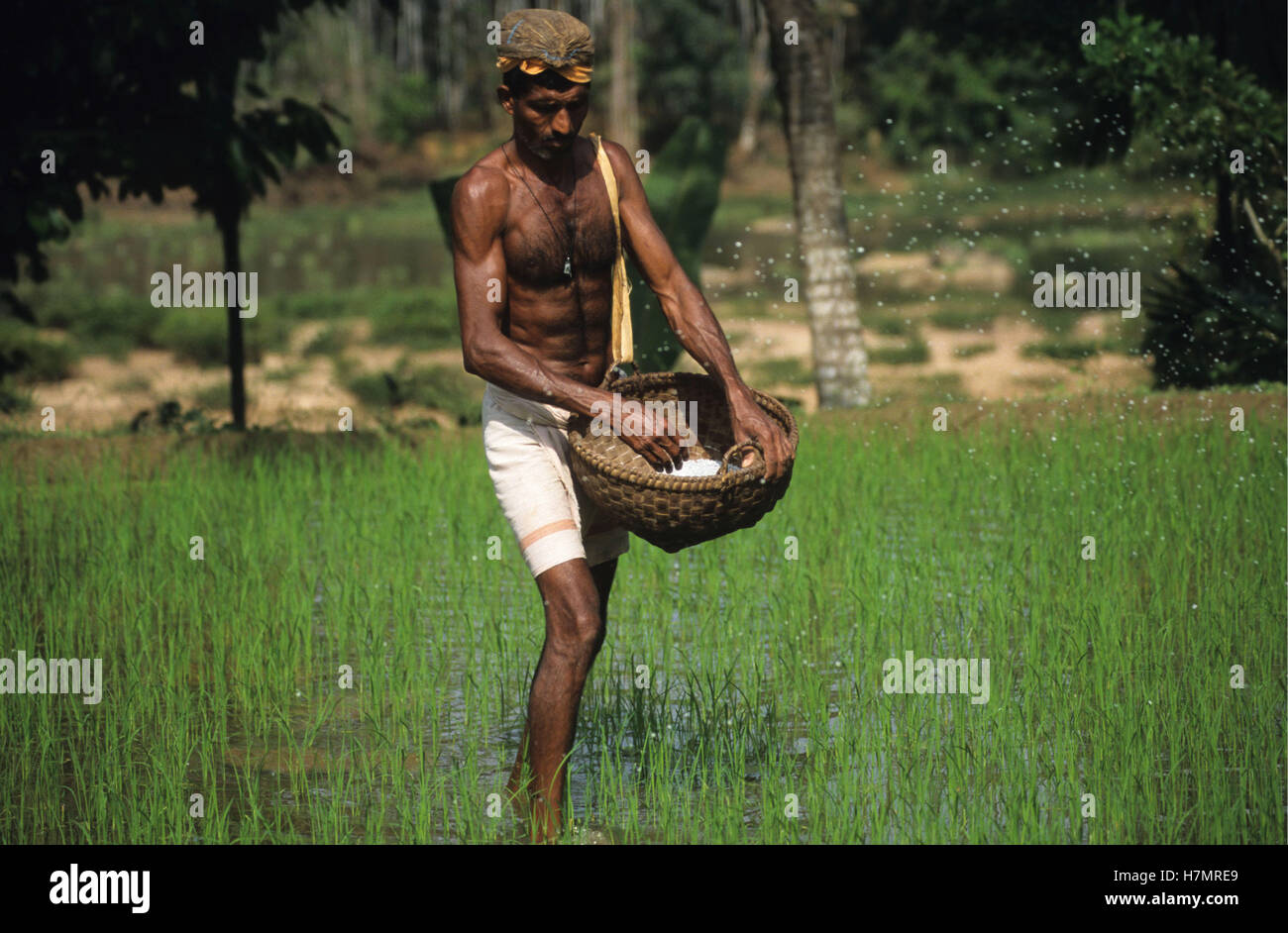 Indian rice farming hi-res stock photography and images - Alamy