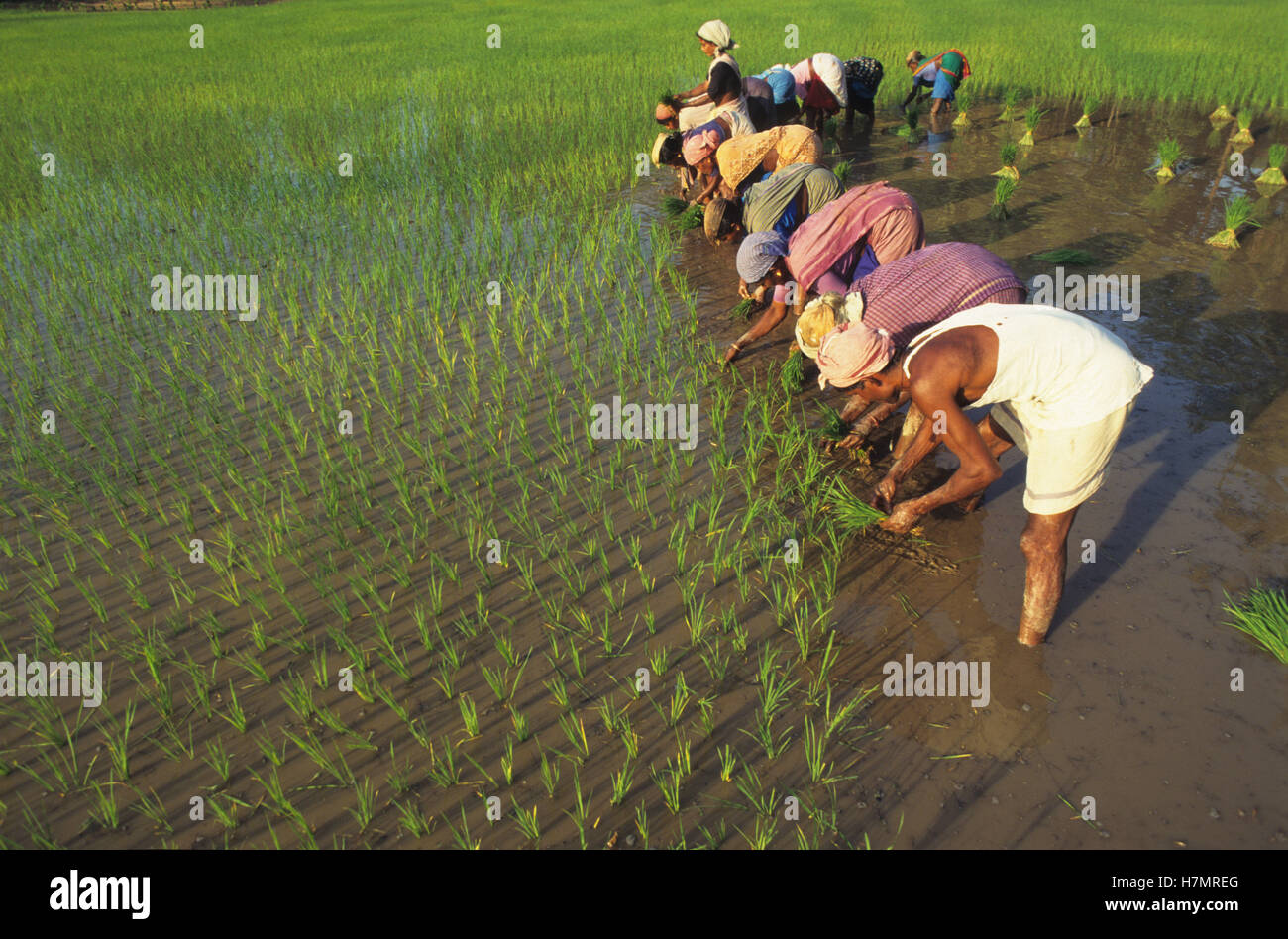INDIA Karnataka, Moodbidri, rice farming, women replant rice seedlings ...
